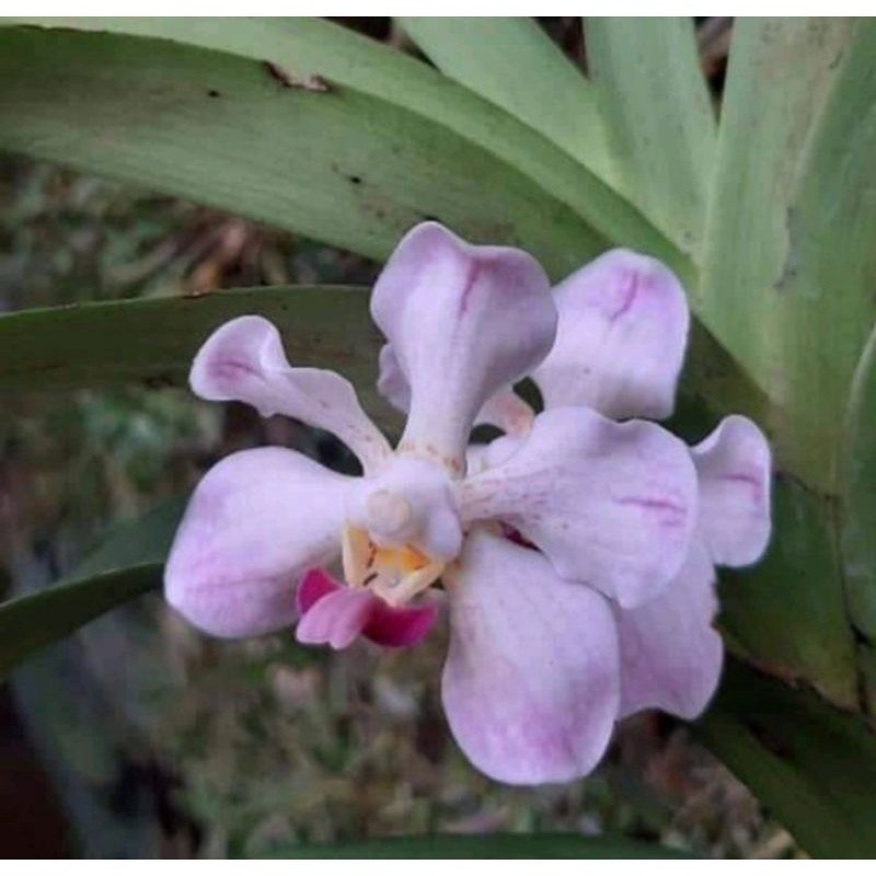 Jual Anggrek vanda dewasa spesies lokal | Shopee Indonesia