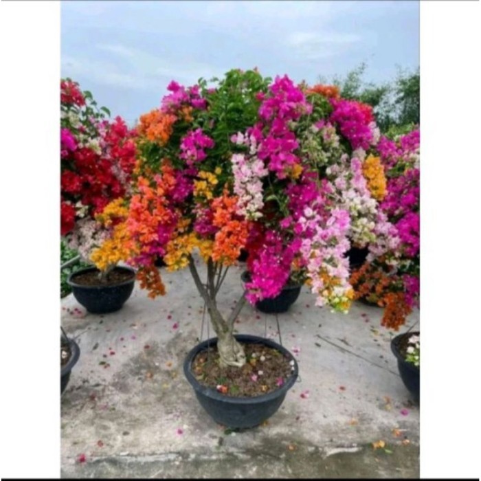 Jual NEW!!TANAMAN HIAS BUGENVIL 10 WARNA BUNGA KERTAS//BOUGENVILLE ...