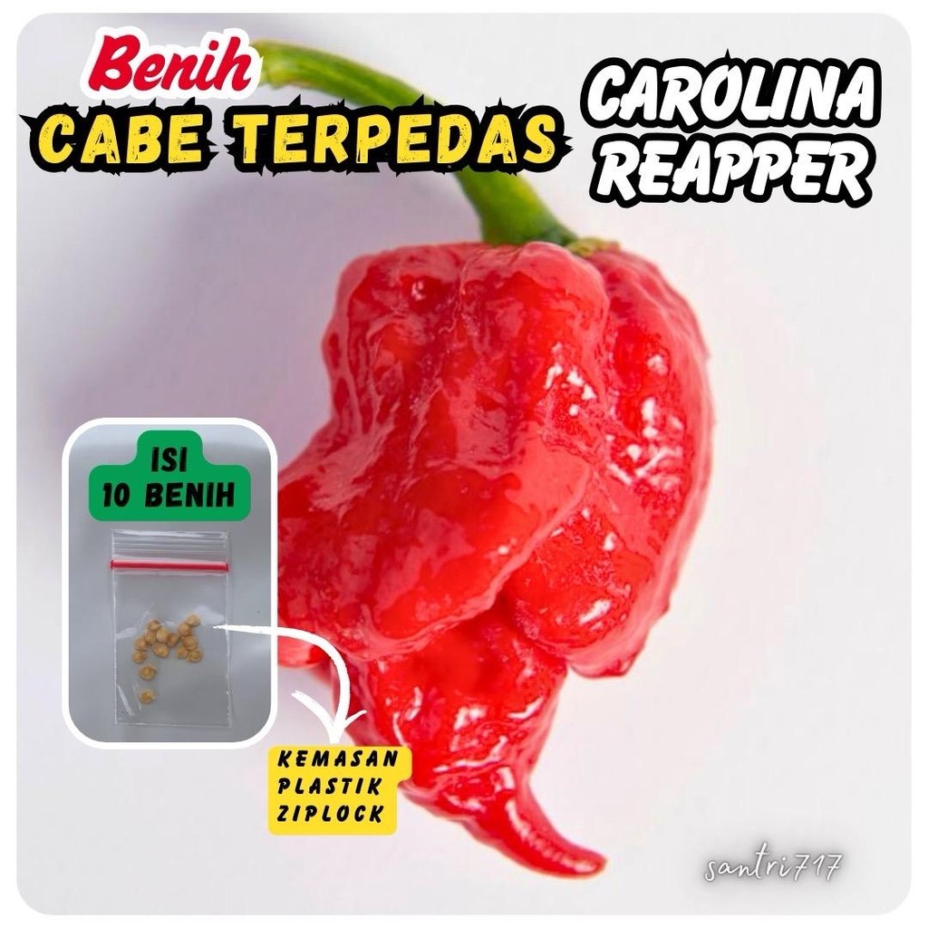 Jual 10 benih cabe terpedas Carolina reaper Cabai terpedas di dunia ...