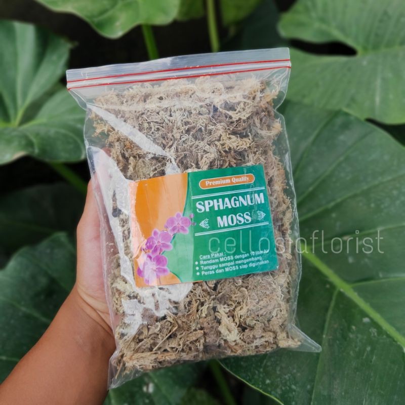 Jual Media Spaghnum Moss Lumut Putih Kering (Berat 80 gram) | Shopee ...