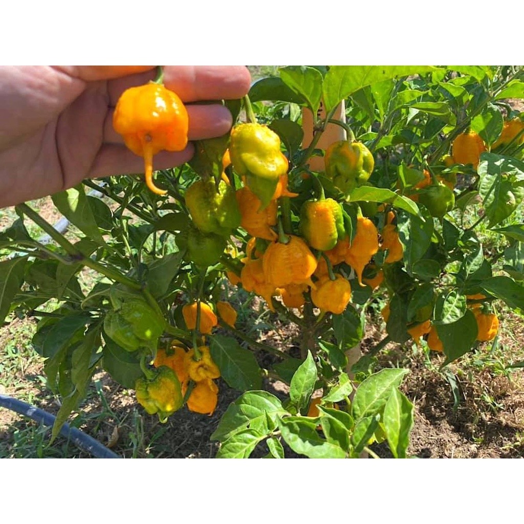 Jual Bibit Cabe Carolina Reaper Kuning Unggul ( 2 Seed ) | Shopee Indonesia