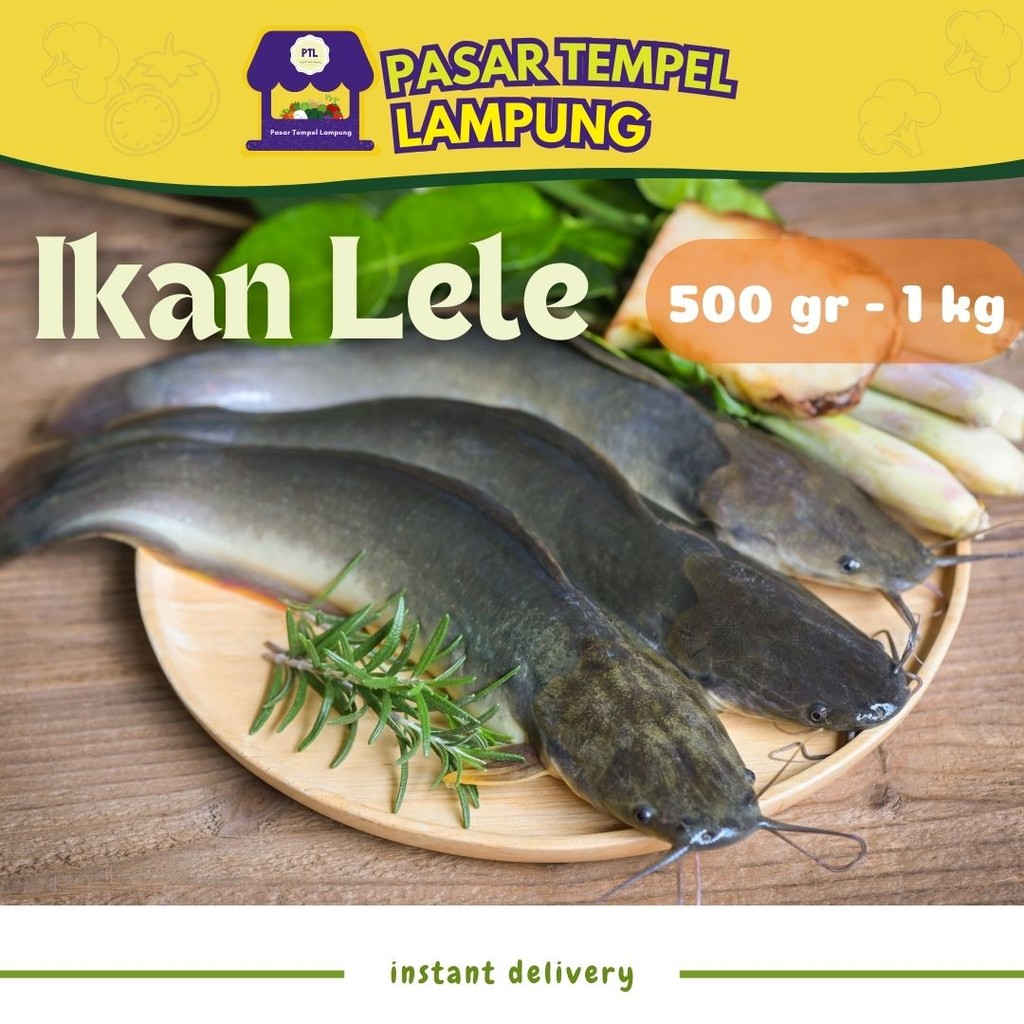 Jual Ikan Lele Segar Seafood Lampung 1 kg Pasar Tempel Lampung | Shopee ...