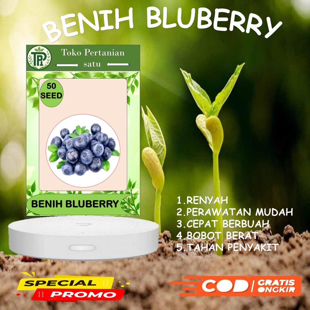 Jual Benih 50 Blueberry Rasa Manis Mudah Tumbuh Buah Lebat-toko ...
