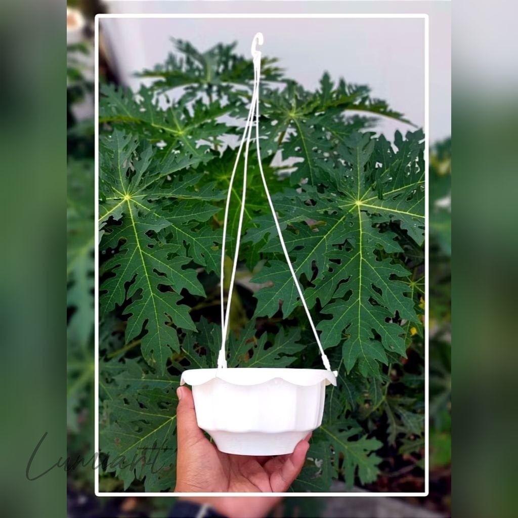 Jual POT GANTUNG TANAMAN RAMBAT JUNTAI ARTIFICIAL PLASTIK | Shopee ...
