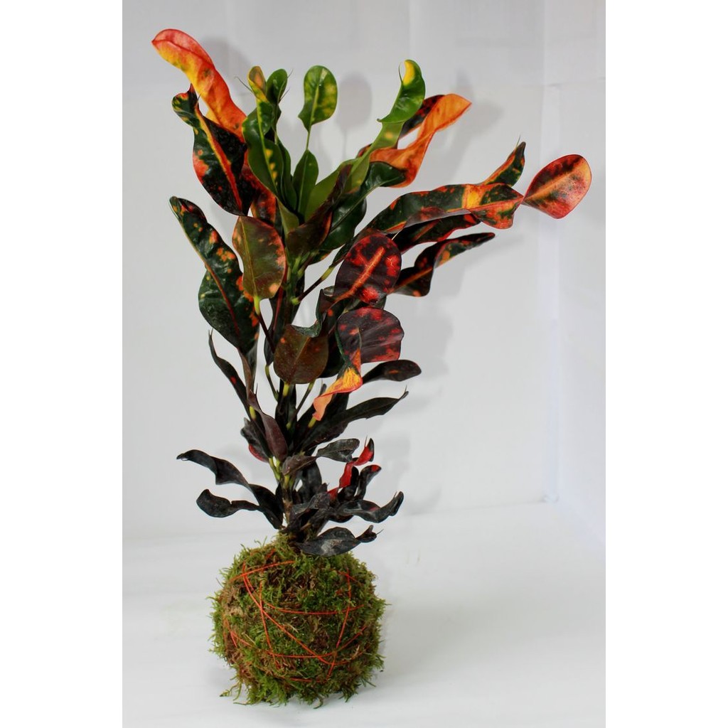 Jual Tanaman Hidup Puring Kirana Merah Kios Bunga Galaxy - Tanaman ...