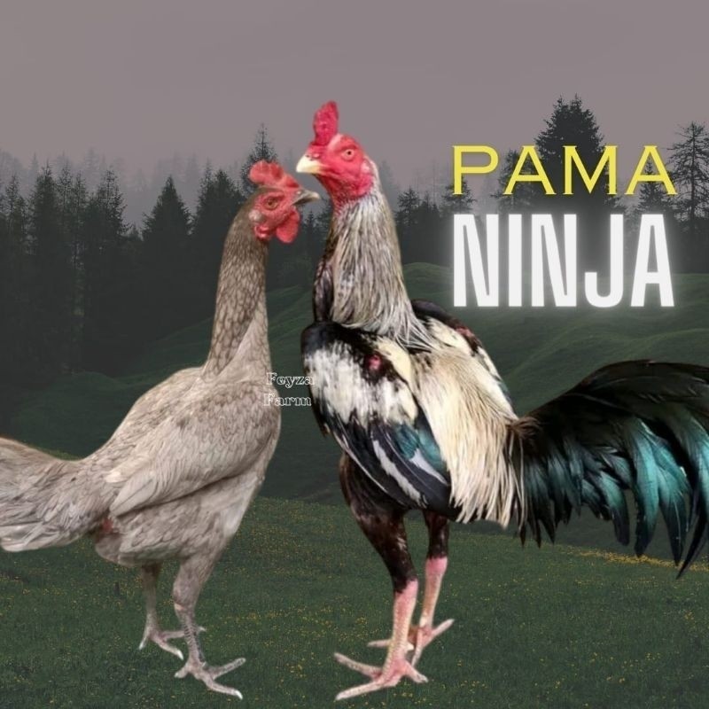 Jual telur ayam pama ninja original petarung bisa untuk di tetaskan ...