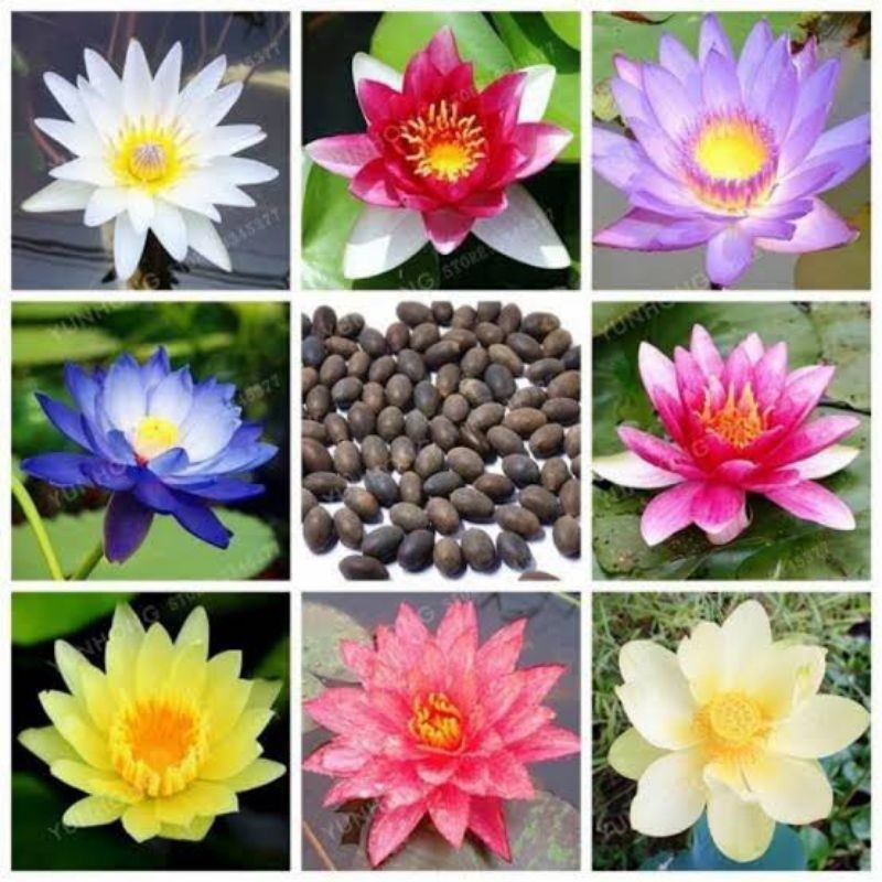 Jual Bibit Biji Benih Bunga Teratai Lotus 50 pcs | Shopee Indonesia