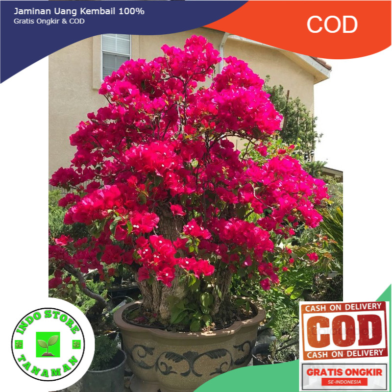 Jual Bunga Bougenville / Kertas Id Merah Mega / Darah Bibit ORI ...