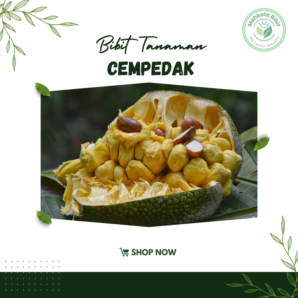 Jual Bibit cempedak Okulasi Okulasi Siap Tanam Cepat Berbuah | Shopee ...