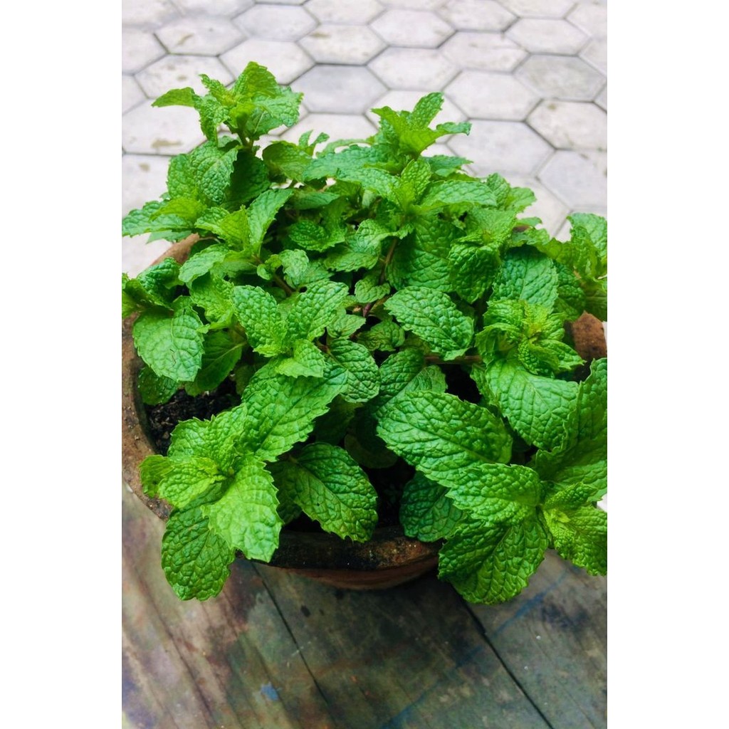 Jual Tanaman Toga Daun Mint 'Peppermint' Kios Bunga Galaxy - Tanaman ...