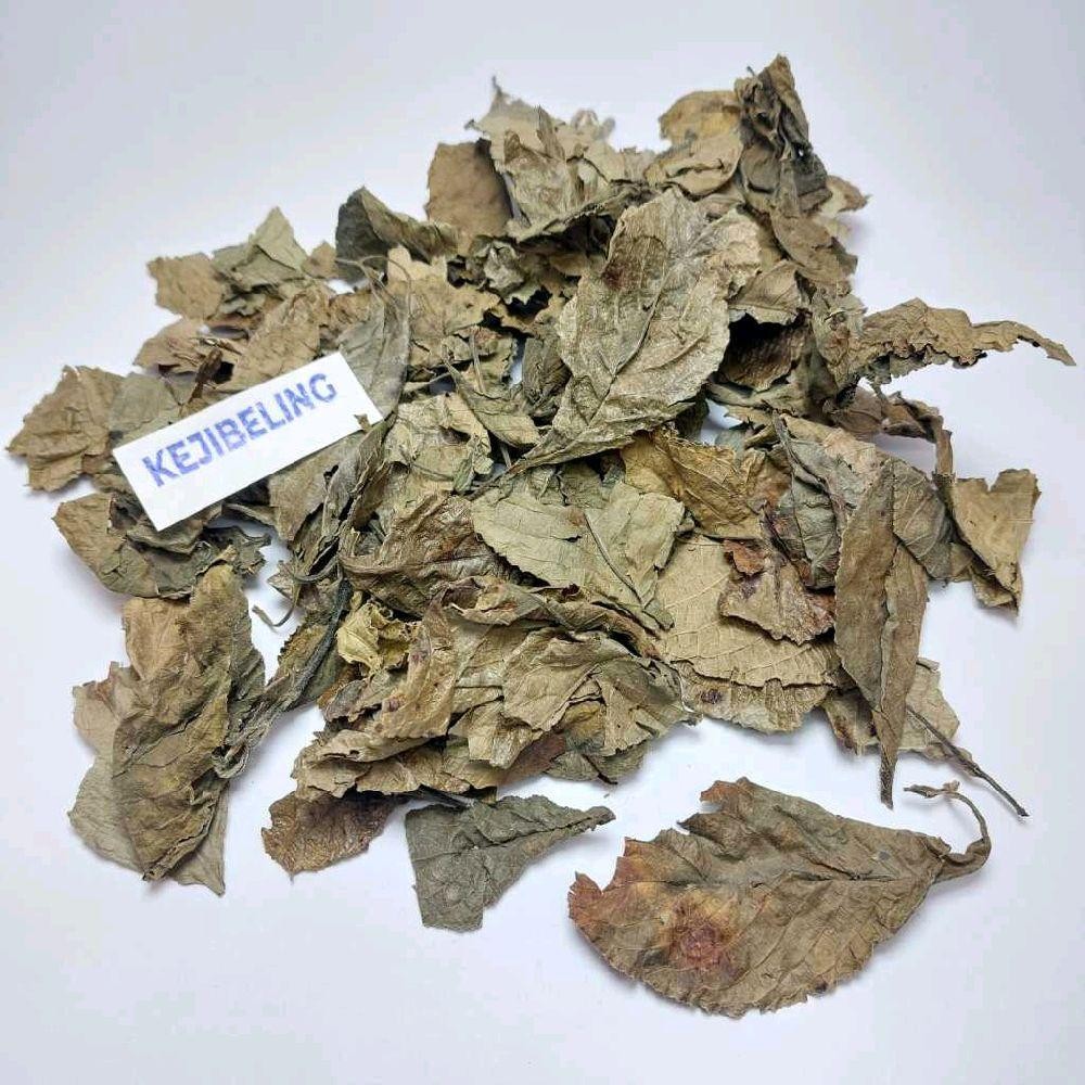 Jual Daun Keji Beling Asli Kering 100g Pecah Beling Herbal Alami ...