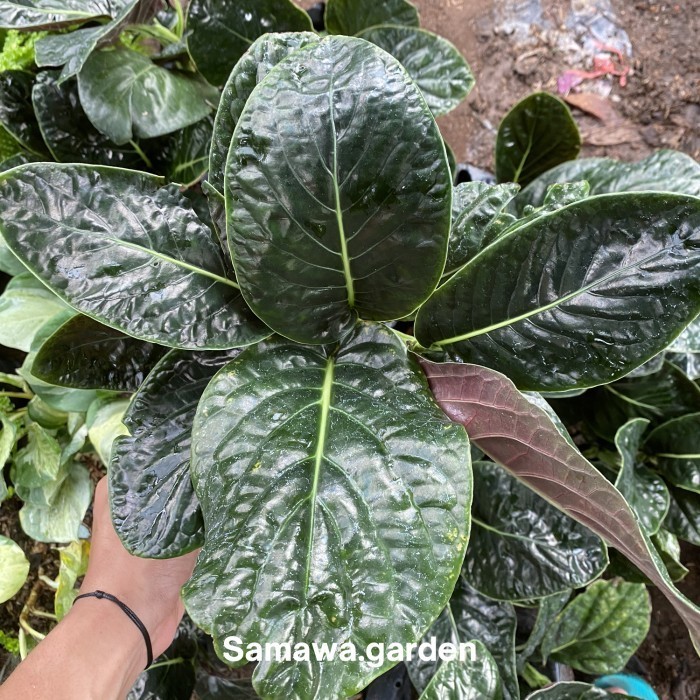 Jual Tanaman hias sirih papua daun tebal Bunga hias hidup | Shopee ...