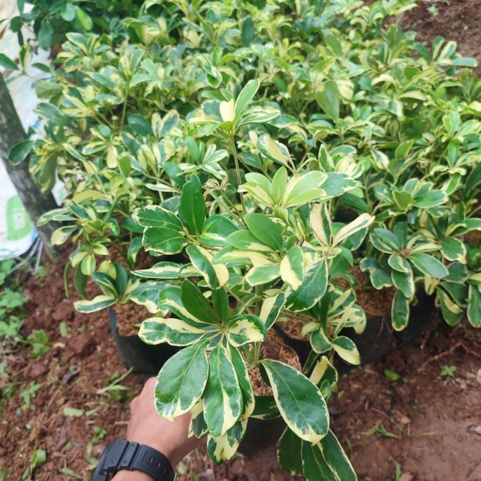 Jual tanaman walisongo golden/pohon walisongo kuning | Shopee Indonesia