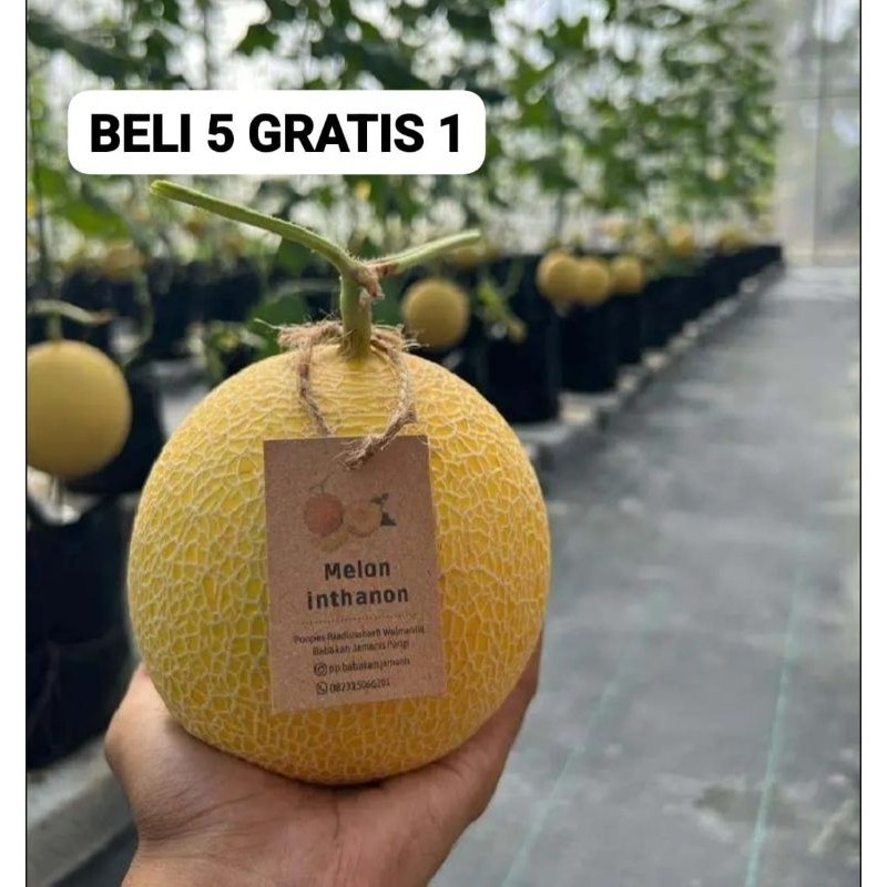 Jual 50 Benih Bibit Biji Melon GOLDEN EMERALD INTHANON, Japan Premium ...