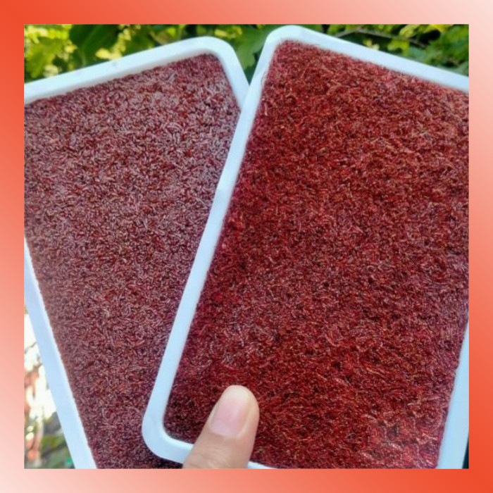 Jual LAMMORO > FH53 Cacing Beku Tray 100gr Bloodworm Frozen Cacing ...