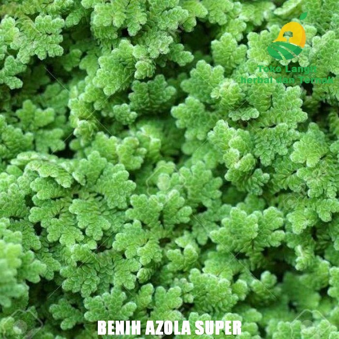 Jual Bibit Azolla Microphylla Pakan Ternak Alternatif | Shopee Indonesia