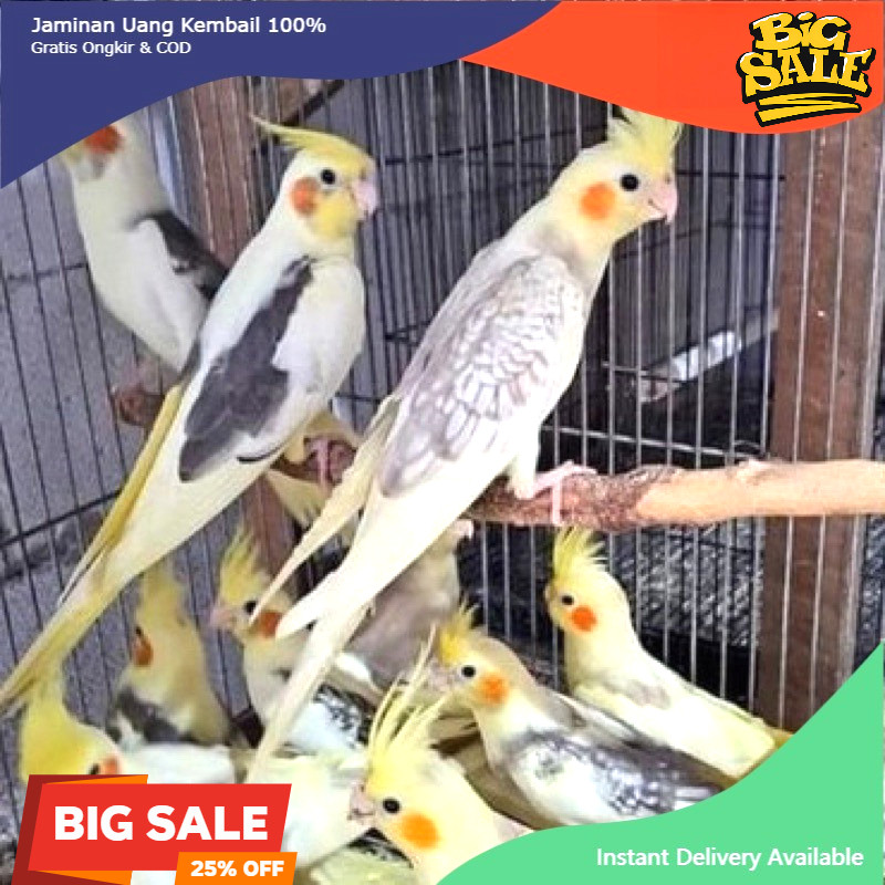 Jual burung falk aneka warna pilihan rawatan istimewa parkit australia ...