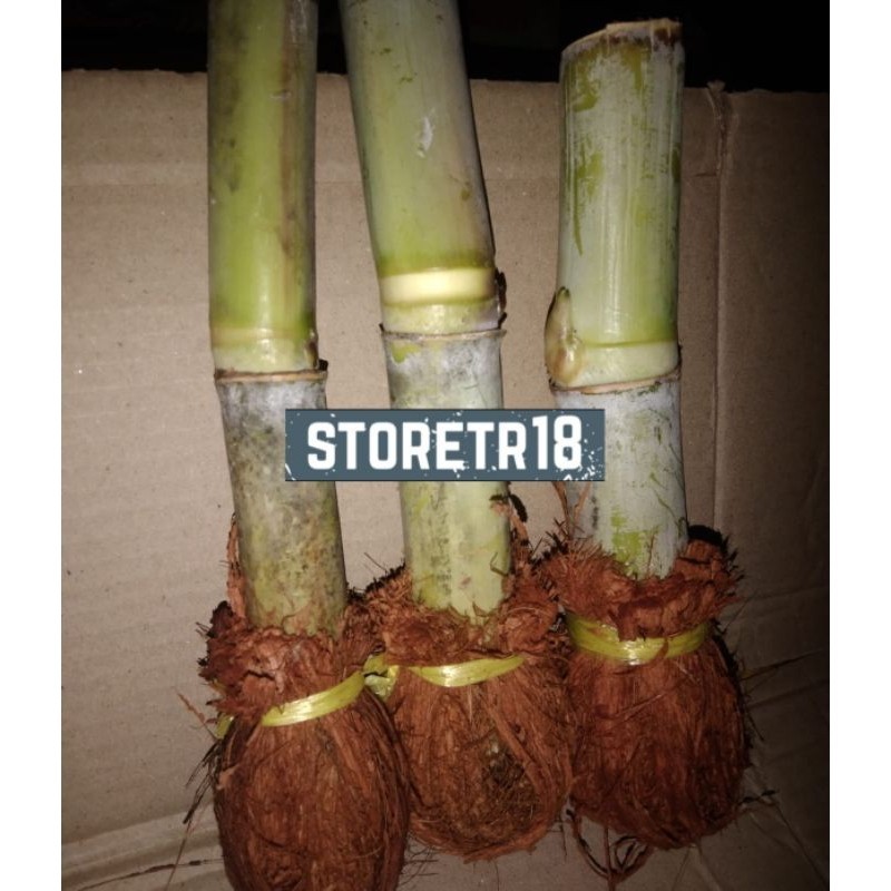 Jual Bibit Tebu Hijau Per 1 Bibit Siap Tanam | Shopee Indonesia