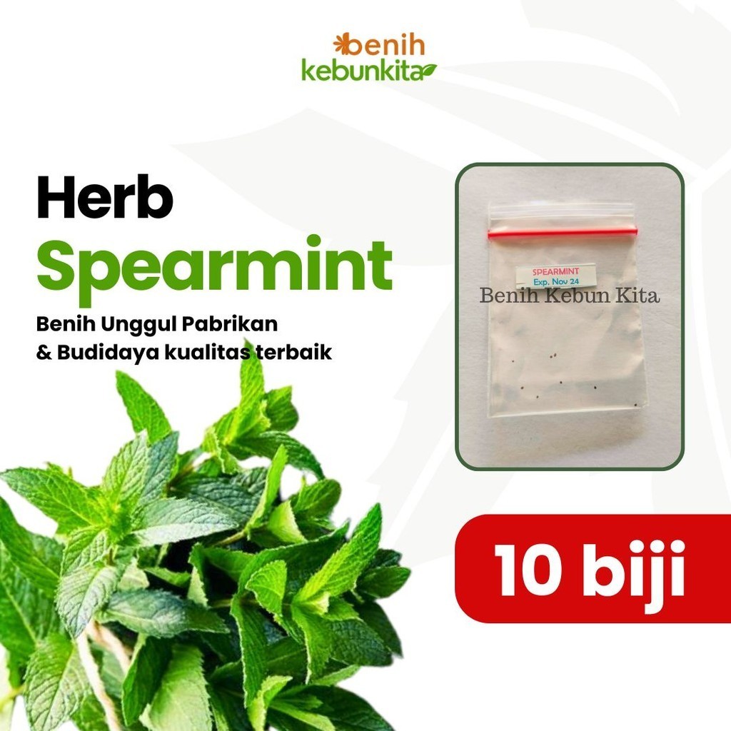 Jual 10 Biji Benih Bibit Tanaman Herbal Daun Mint Spearmint Repack ...