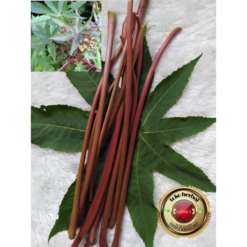 Jual NEW.. batang kaliki atau jarak jinten merah per 10 batang +bonus ...