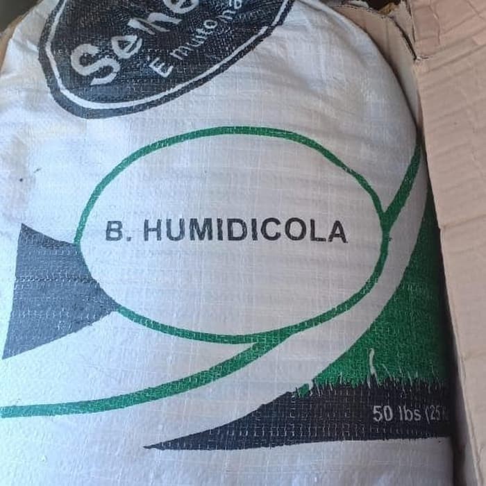 Jual benih rumput penghijauan lahan-bibit rumput signal grass 1 kg ...