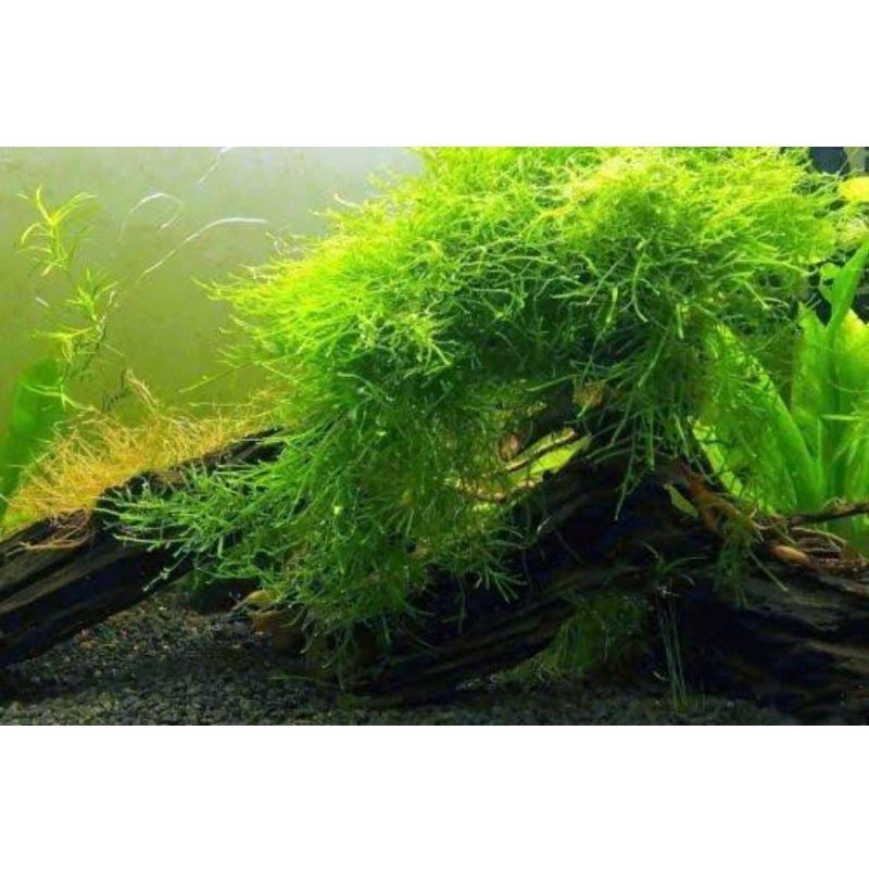 Jual moss java per plastik - tanaman aquascape aquarium dan kolam ...