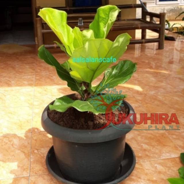 Jual Pohon Biola Cantik-Tanaman Ketapang Biola | Shopee Indonesia