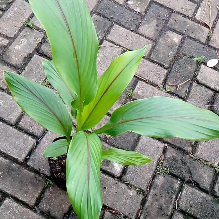 Jual Tanaman Temulawak Toga Bumbu Dapur Kios Bunga Galaxy - Tanaman ...