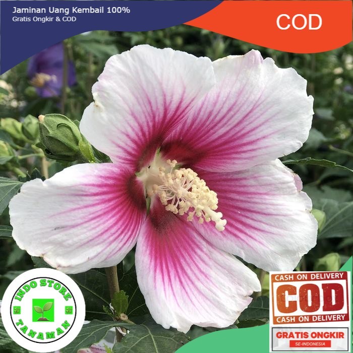 Jual Benih HIBISCUS PARAPLU Kembang Sepatu - Biji Bibit Bunga (COD ...