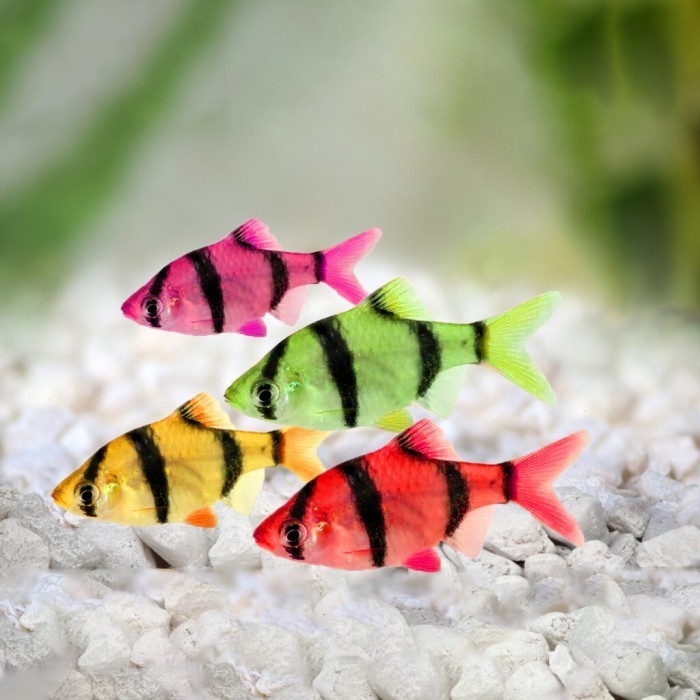 Jual Glow Barb / Tiger Barb / Sumatra Tiger | Shopee Indonesia