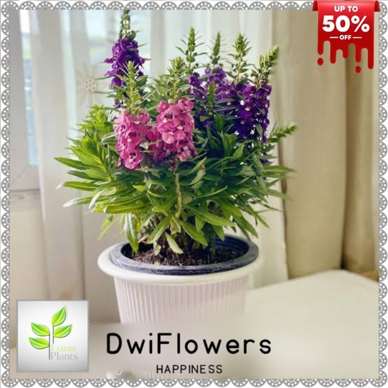 Jual ( BISA COD ) Tanaman Lavender Angelonia Bunga Hias Lavenda Varian ...