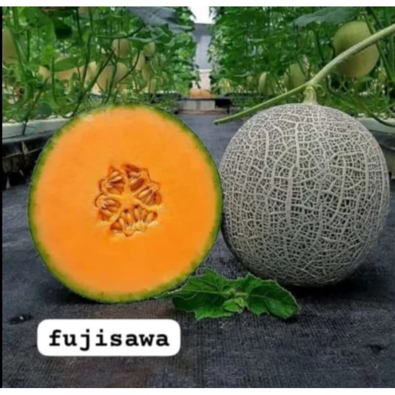 Jual 50 Benih Bibit Biji Melon FUJISAWA F1 Oren Hibrida Seeds Super ...
