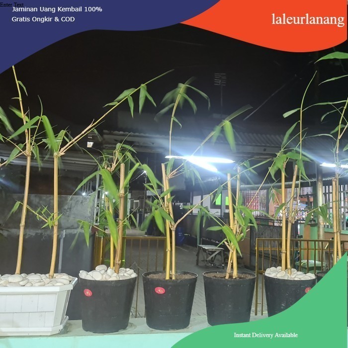 Jual BAMBU KUNING, Bambu kuning hias cantik bibit stek murmer ...