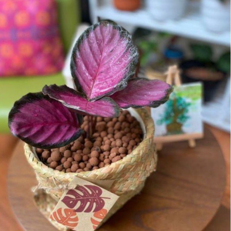 Jual ( BISA COD ) Tanaman Hias Jenis Calatea Murah - Bunga Hias ...