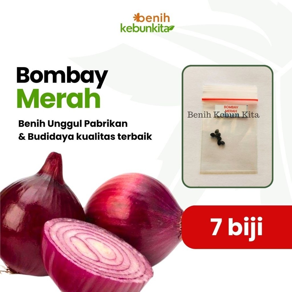 Jual Benih Bibit Tanaman Sayuran Bawang Bombay Merah Onion Red Burgundy ...