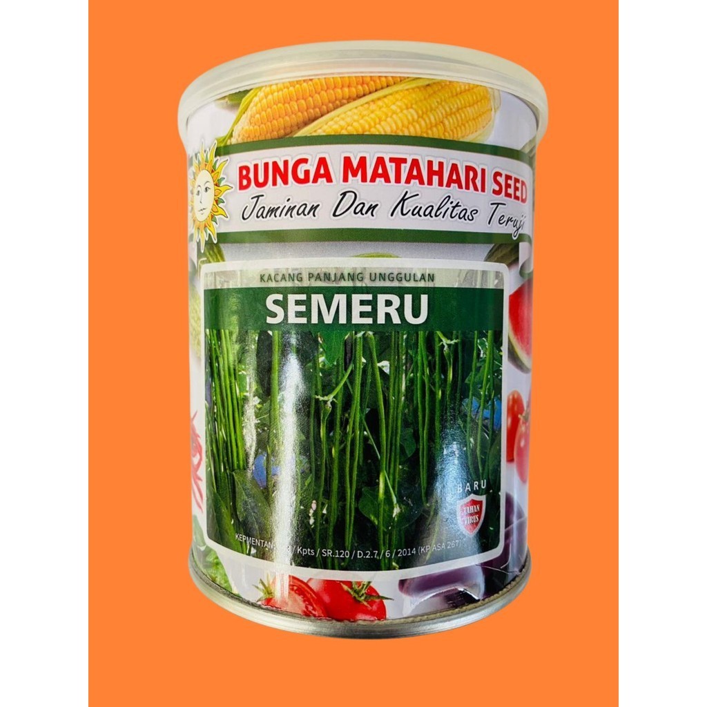 Jual Benih kacang panjang SEMERU isi 500gr dari BUNGA MATAHARI SEED MK ...