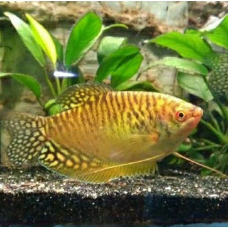 Jual Sepat Madu Ralis Mutiara Rosbi aquascape - ETALASE | Shopee Indonesia