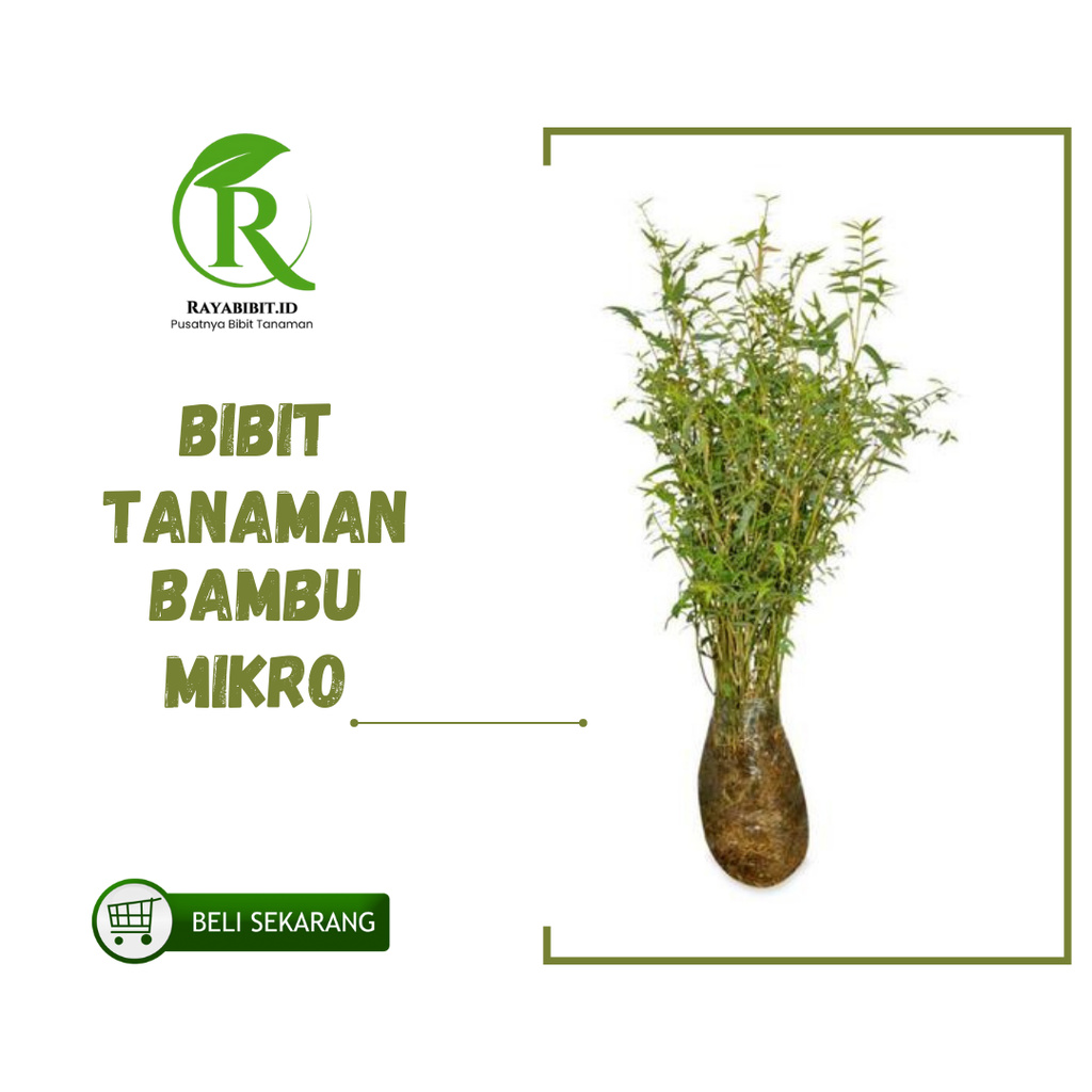 Jual Bambu kuning mikro | Shopee Indonesia