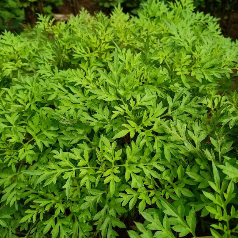 Jual Bibit daun kenikir- bibit daun curing sayuran COD Lembur_kuring ...