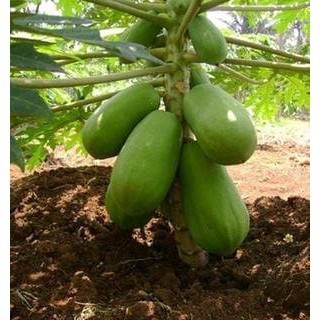 Jual Bibit Buah Pepaya mesiko ( 10Seed ) | Shopee Indonesia