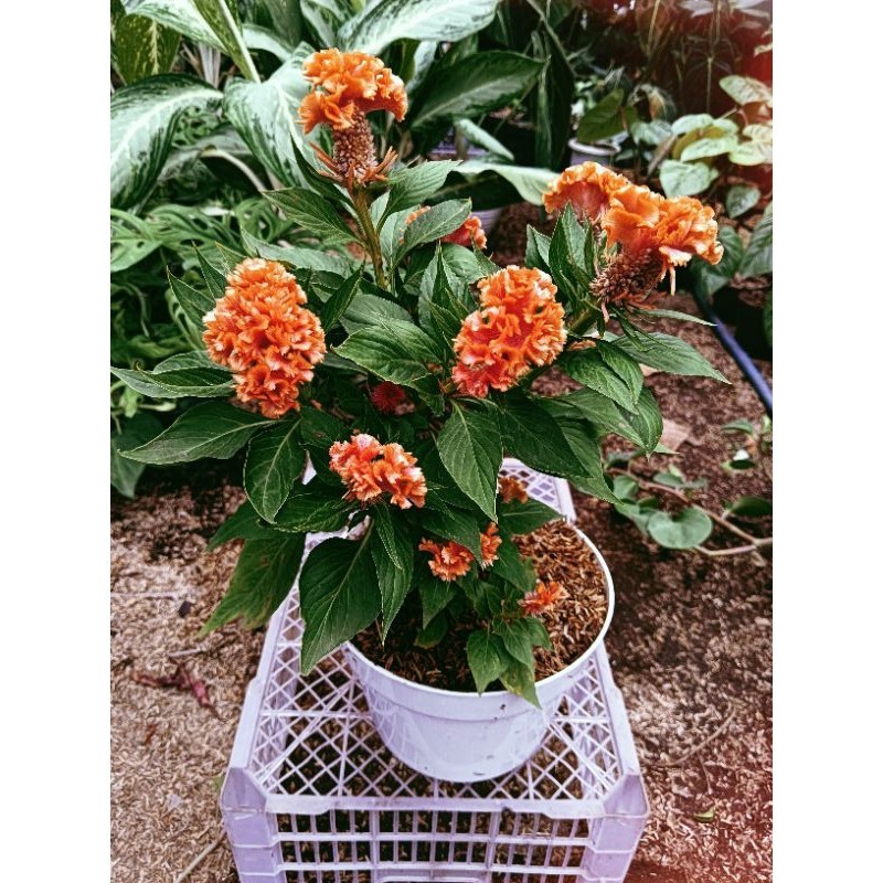 Jual BUNGA JENGGER AYAM KUNING EMAS RIMBUN SUDAH BERBUNGA | Shopee ...