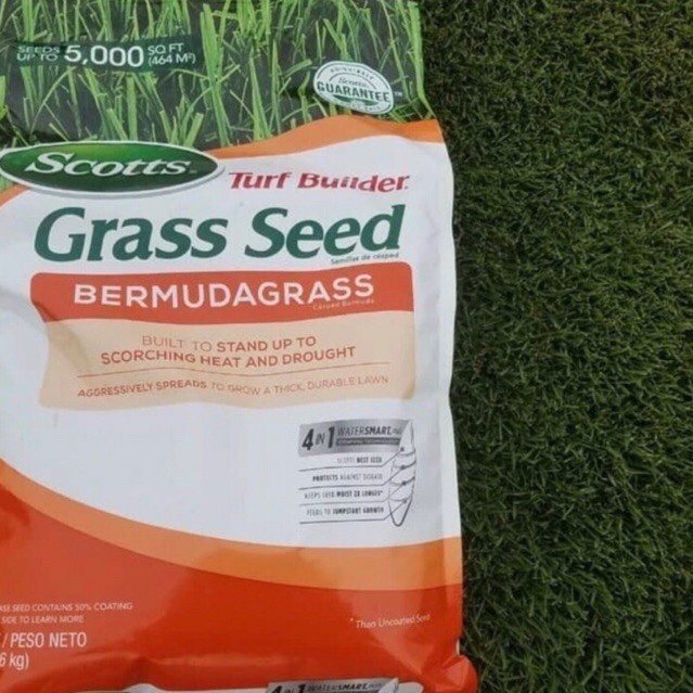 Jual Benih biji rumput bermuda grass 500gr rumput golf Benih rumput ...