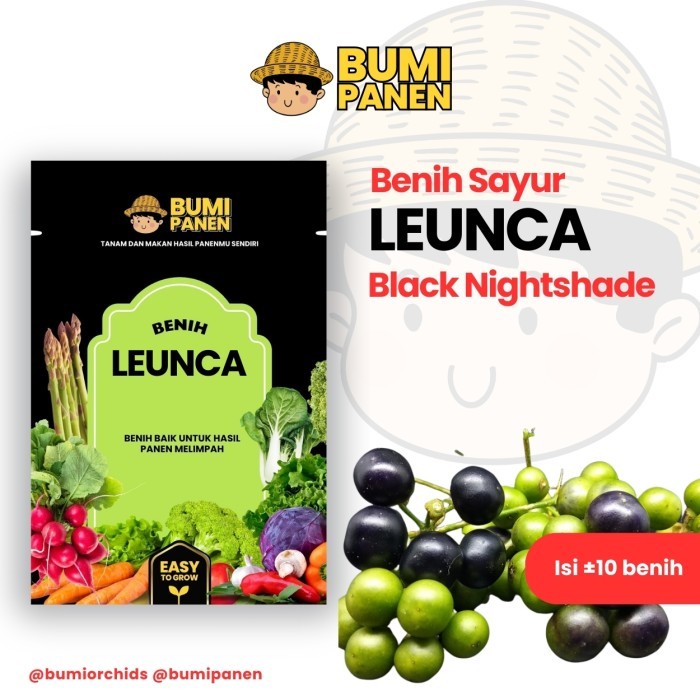 Jual Benih Leunca / Black Nightshade | Bumi Panen Seed Benih Heirloom ...