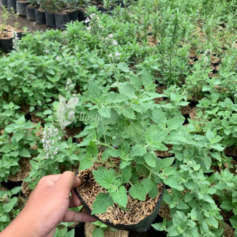 Jual SFS Tanaman Herbal Catnip / Catmint (Nepeta cataria) | Shopee ...