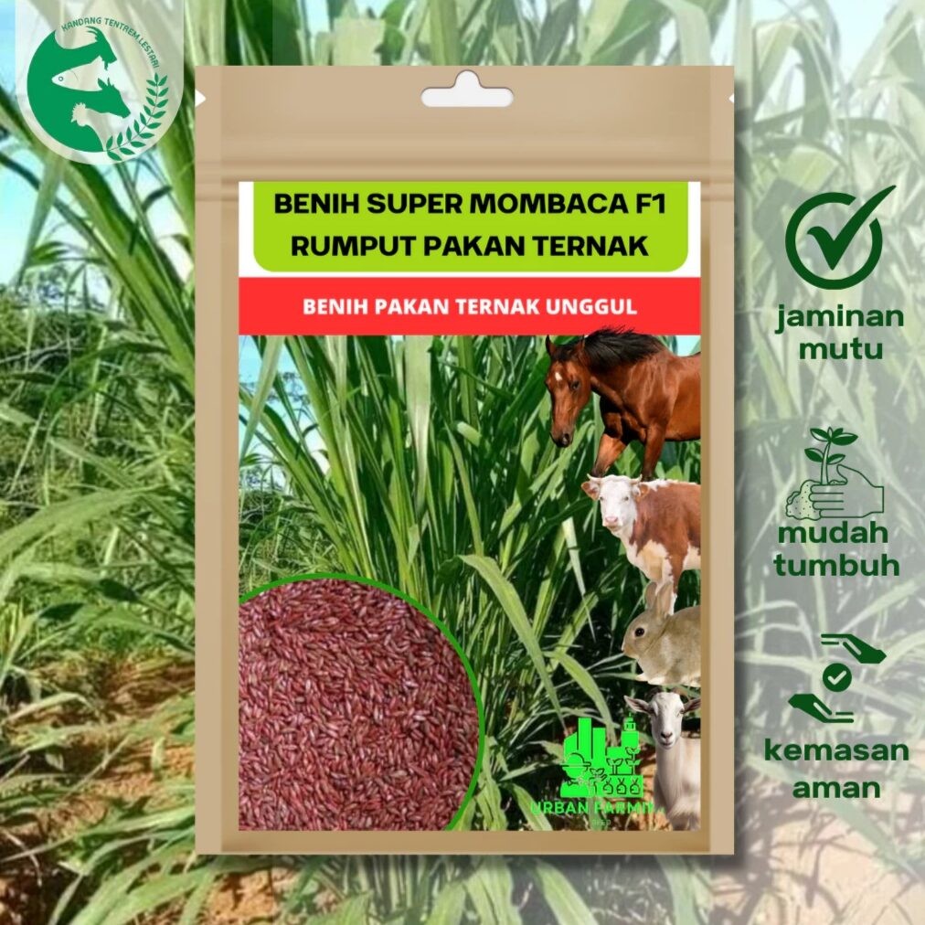Jual Benih Rumput Mombaca F1 Kemasan Isi 2000 Biji Rumput Pakan Ternak ...