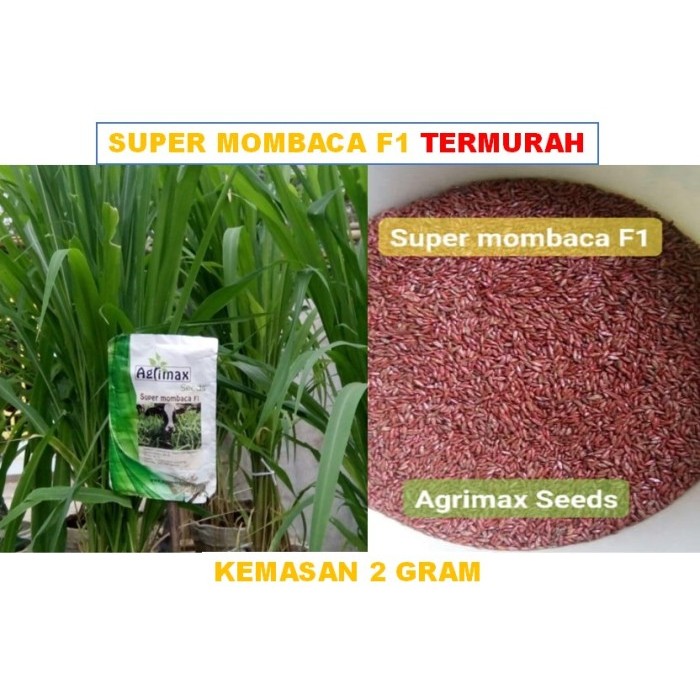 Jual Benih Rumput Super Mombaca F1 asli 2 gram F1 Super | Shopee Indonesia