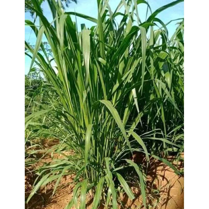 Jual Benih Rumput Mombasa Ghine 1000 Biji Kotaku Hijau Mombaca Panicum ...
