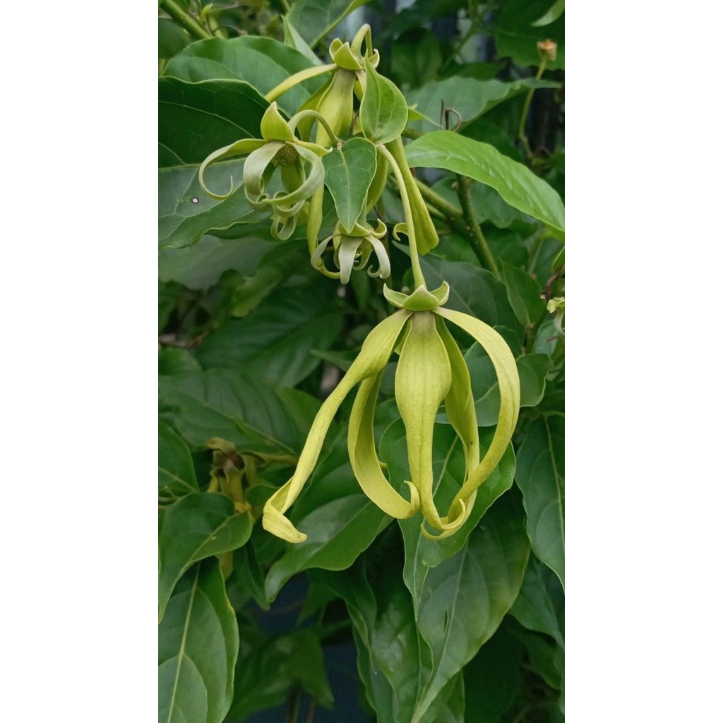 Jual Tanaman Bunga Pohon Kenanga 'Cananga Odorata' Kios Bunga Galaxy ...