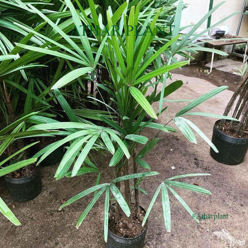 Jual Tanaman hias palm waregu - tanaman hias indor palem regu rumpun ...