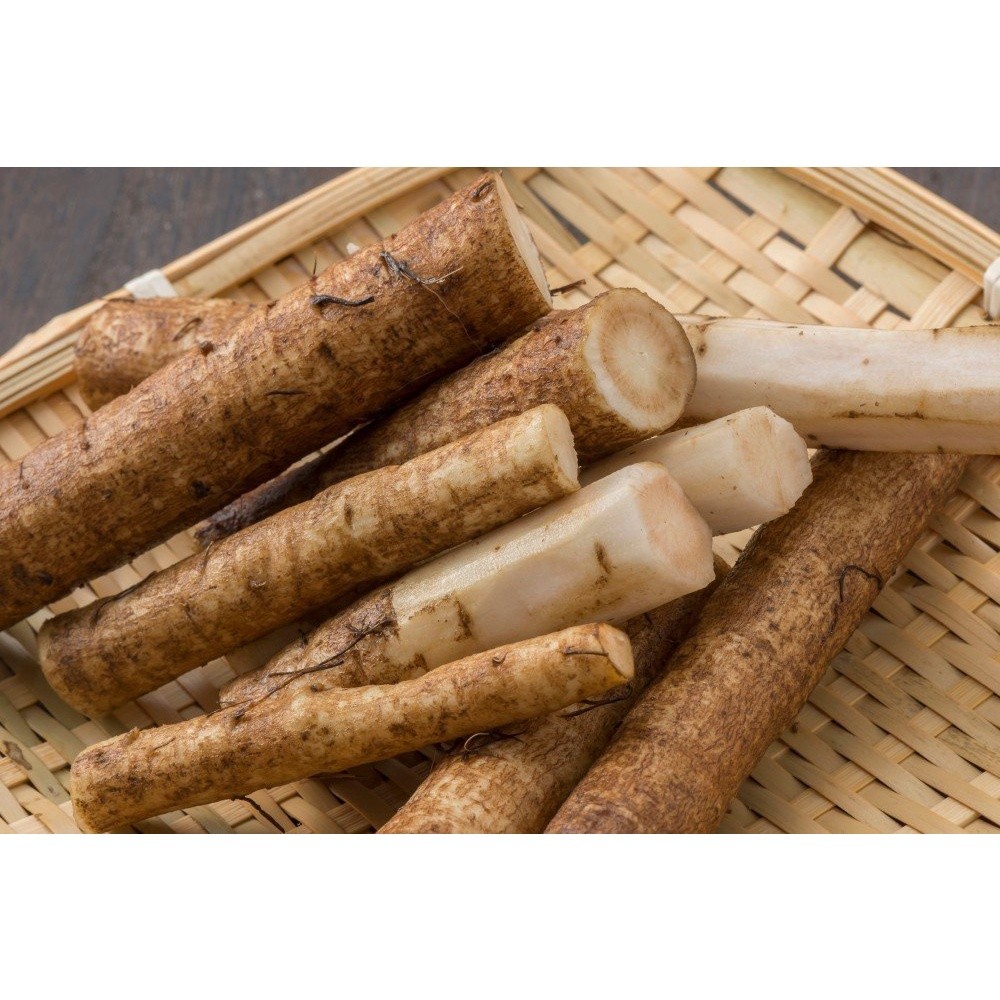 Jual Akar Ketela Jepang Segar Fresh Burdock Root Gobo Niu Pang IMPORT 1 ...